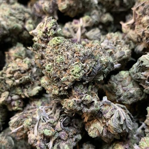 Purple Gas Mask - Smalls - Online Dispensary Canada | Buyweedpacks