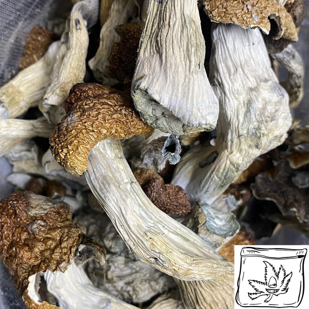 Albino Treasure Chest Magic Mushrooms | Buy Weed Packs