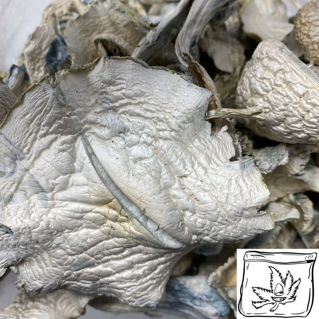 Buy Shrooms - #1 Source for Bulk Weed Packs | Buyweedpacks