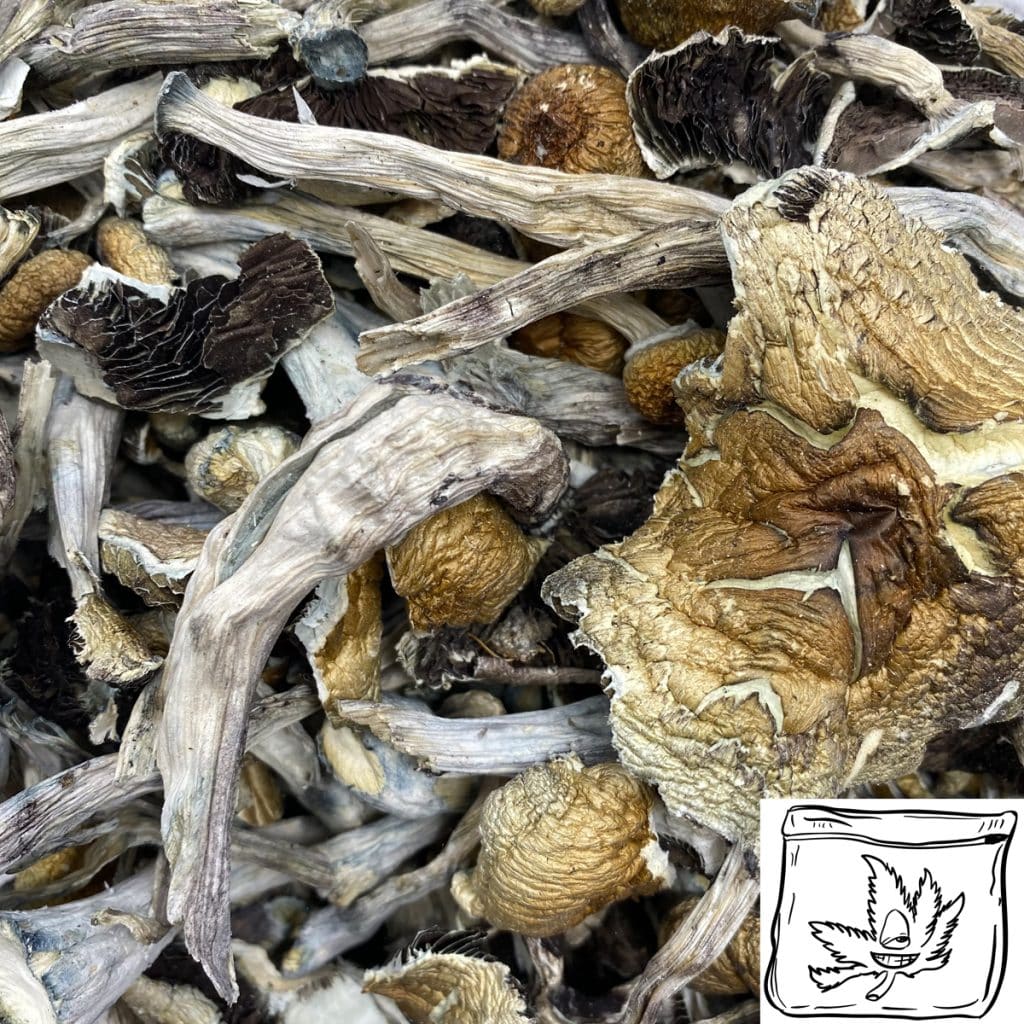 Buy Shrooms - Online Dispensary Canada | Buyweedpacks