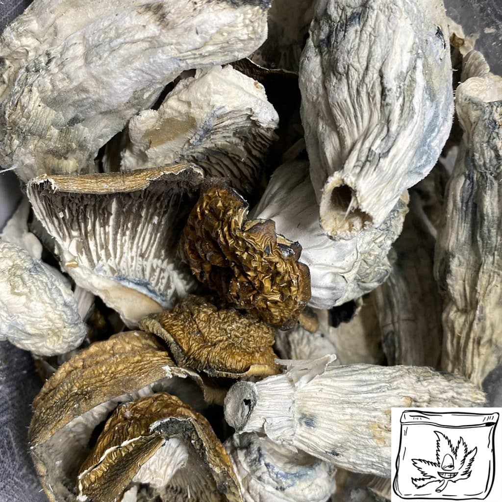 Albino Treasure Chest Magic Mushrooms | Buy Weed Packs