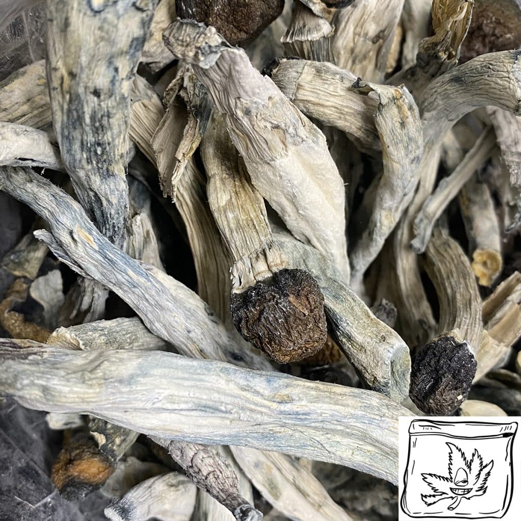 Melmac Magic Mushrooms | Buy Shrooms Online | Buyweedpacks
