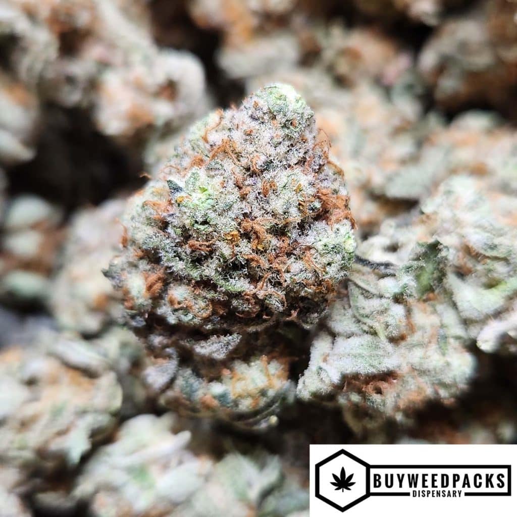 Gelato Pie - Online Dispensary Canada | Buyweedpacks