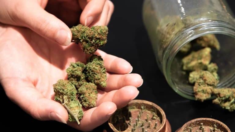 Comatose Strain Breakdown: The Knockout Indica That’s Not for the Faint ...