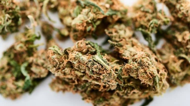 Meet Jelly Breath Strain: You Came for the Flavour, You’ll Stay for the ...