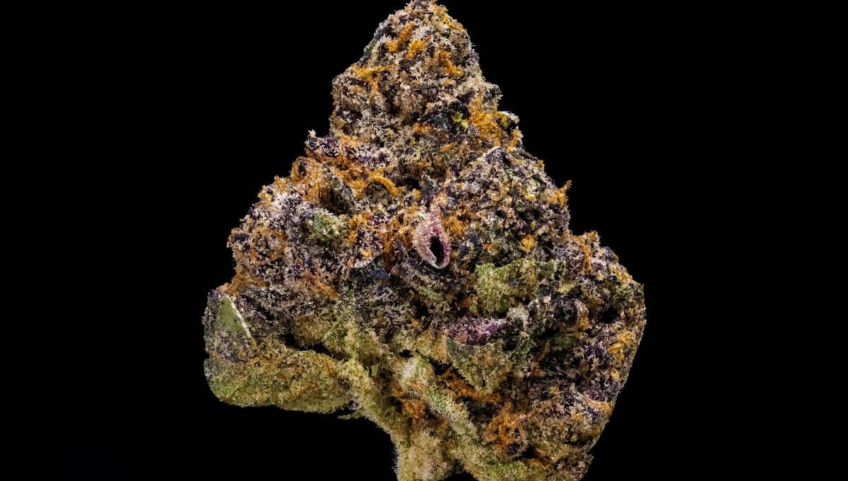 The Purple Space Cookies Strain Is All Sugar, Stank, and Space