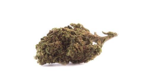 The Alien OG Strain: This Isn’t a High, It’s an Out-of-Body Euphoria