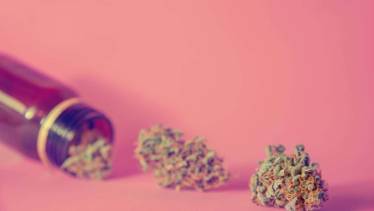 Pink Gas Mask Strain: Taste This Gass Knockout Weed