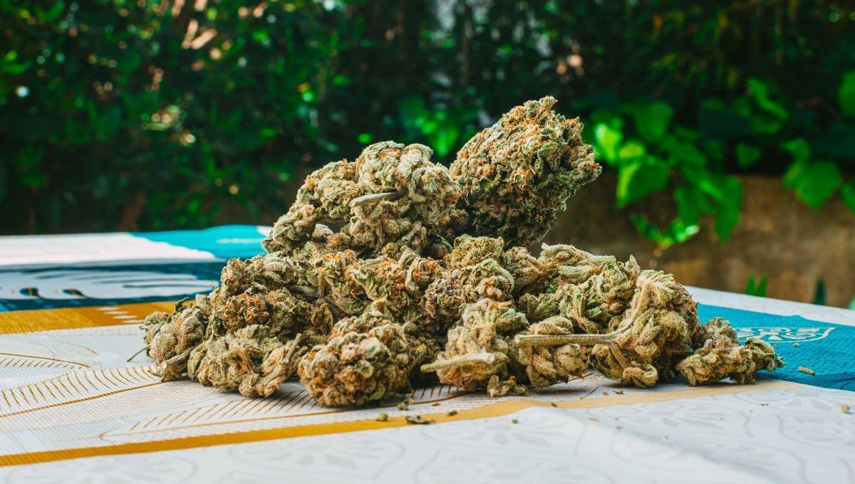 Tom Ford Strain: Canada’s Luxury-Worthy Indica for Deep Relaxation and ...