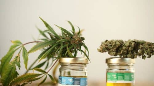 What Is Top Shelf Cannabis? How to Spot the Best Bud in the Dispensary ...