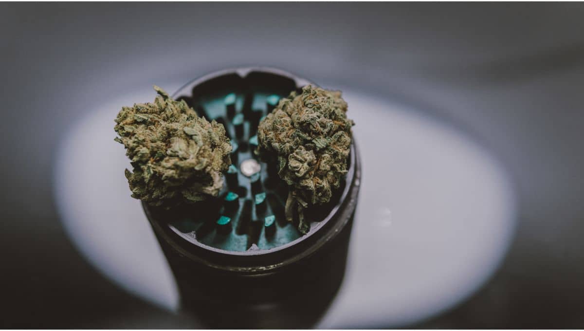 What Is Top Shelf Cannabis? How to Spot the Best Bud in the Dispensary ...